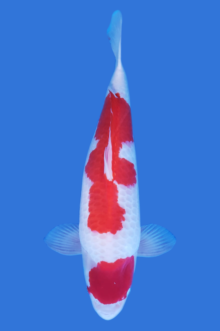 Maruten Kohaku - Grand Koi, LLC