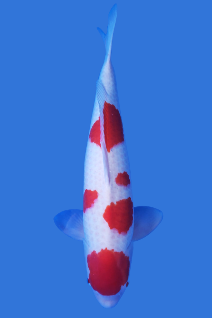 Maruten Kohaku - Grand Koi, LLC
