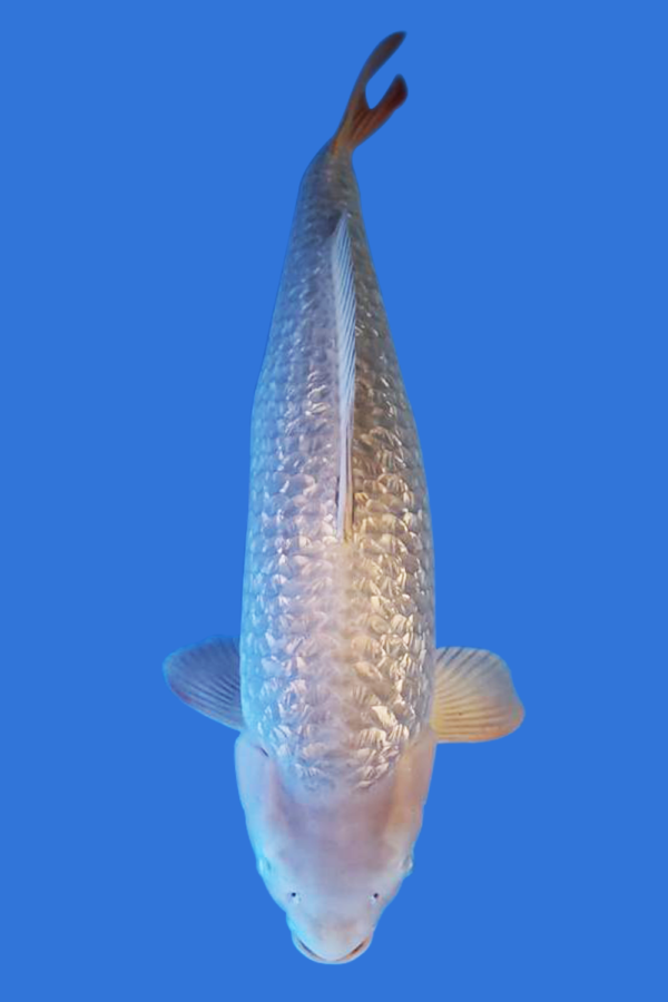 Gin Rin Chagoi - Grand Koi, LLC