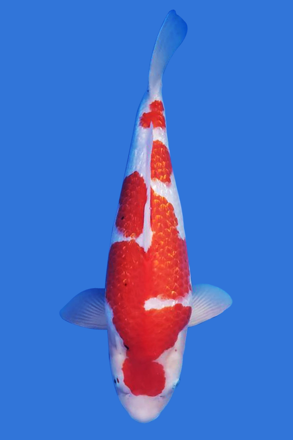 Gin Rin Kohaku - Grand Koi, LLC