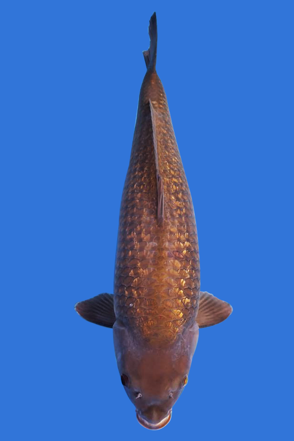 Gin Rin Chagoi - Grand Koi, LLC