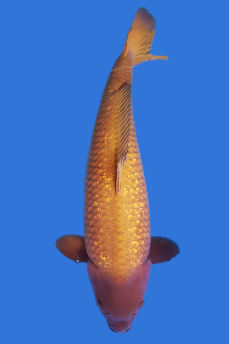 Gin Rin Chagoi - Grand Koi, LLC