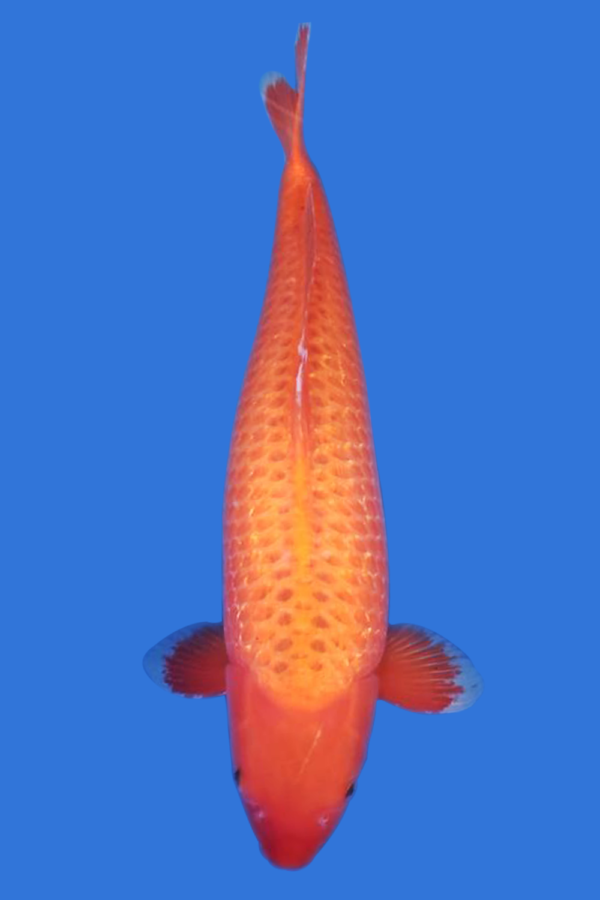 Gin Rin Benigoi- SOLD - Grand Koi, LLC
