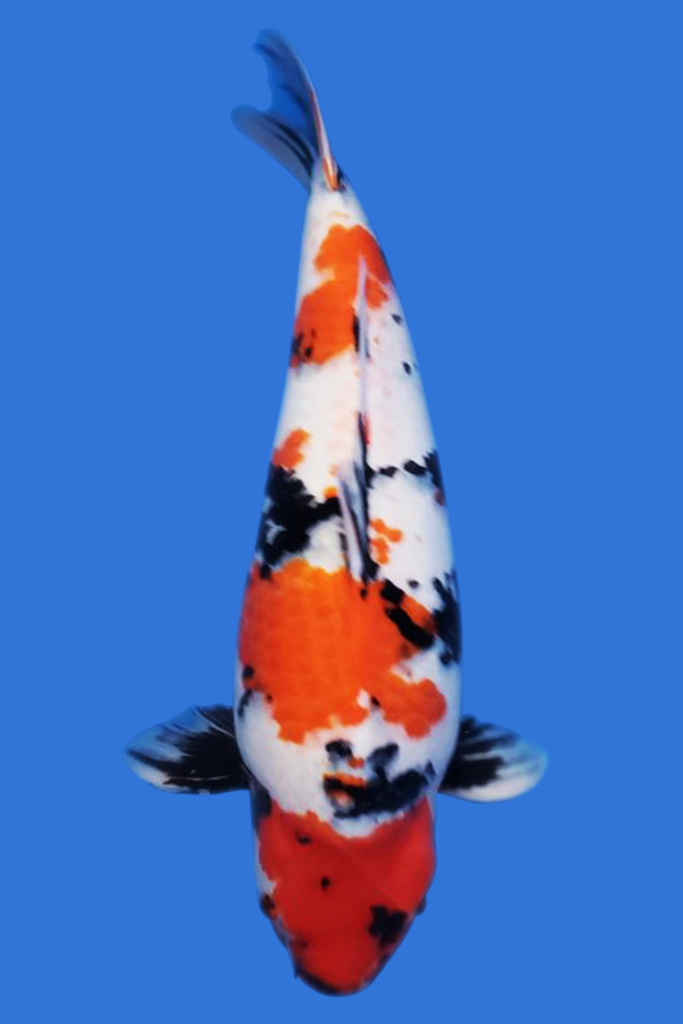 Showa Koi for Sale | Top Showa Koi Fish for Sale in USA