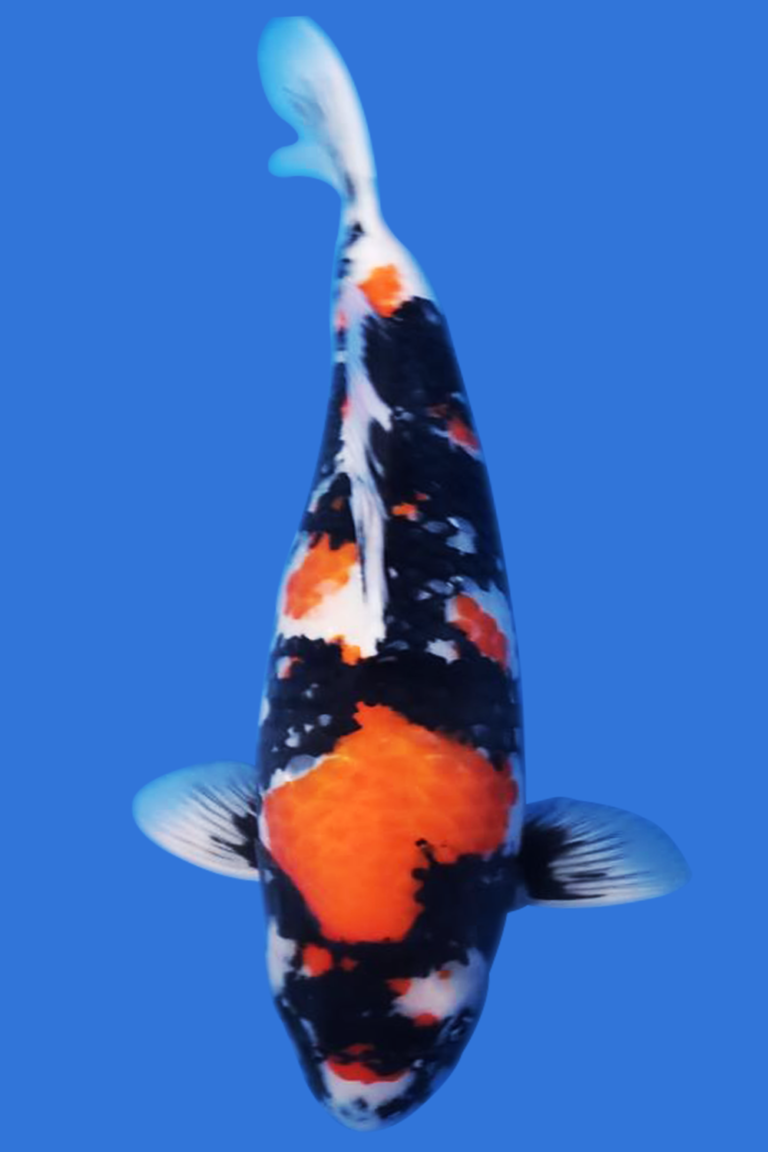 Showa Koi for Sale | Top Showa Koi Fish for Sale in USA
