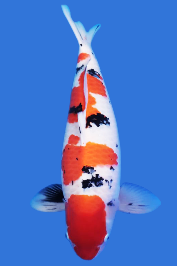 Sanke Koi for Sale | Top Sanke Koi Fish for Sale in USA