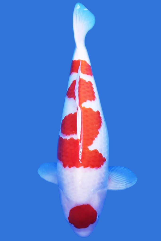 Maruten Kohaku - Grand Koi, LLC