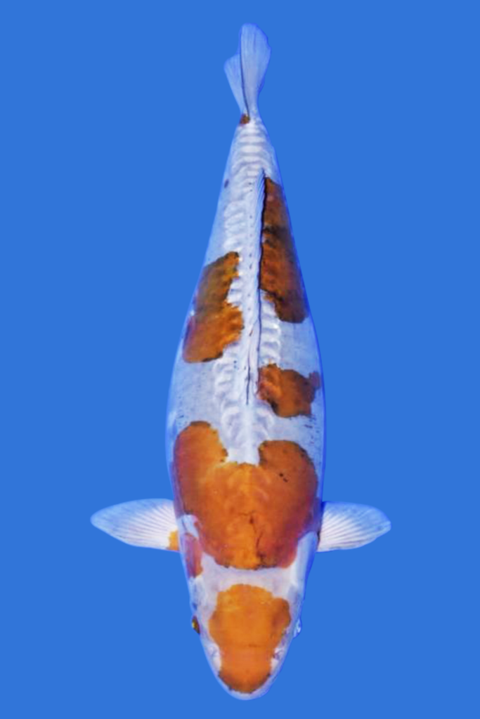 Doitsu Kin Ochiba - Grand Koi, LLC