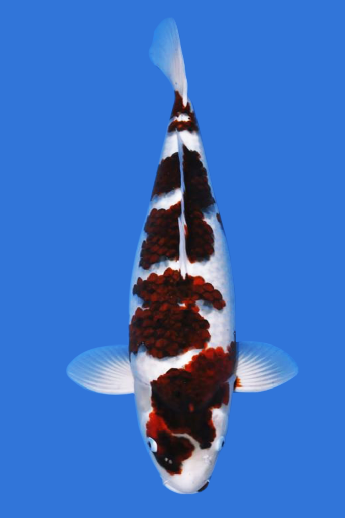 Bodo Goromo- 26" - Grand Koi, LLC