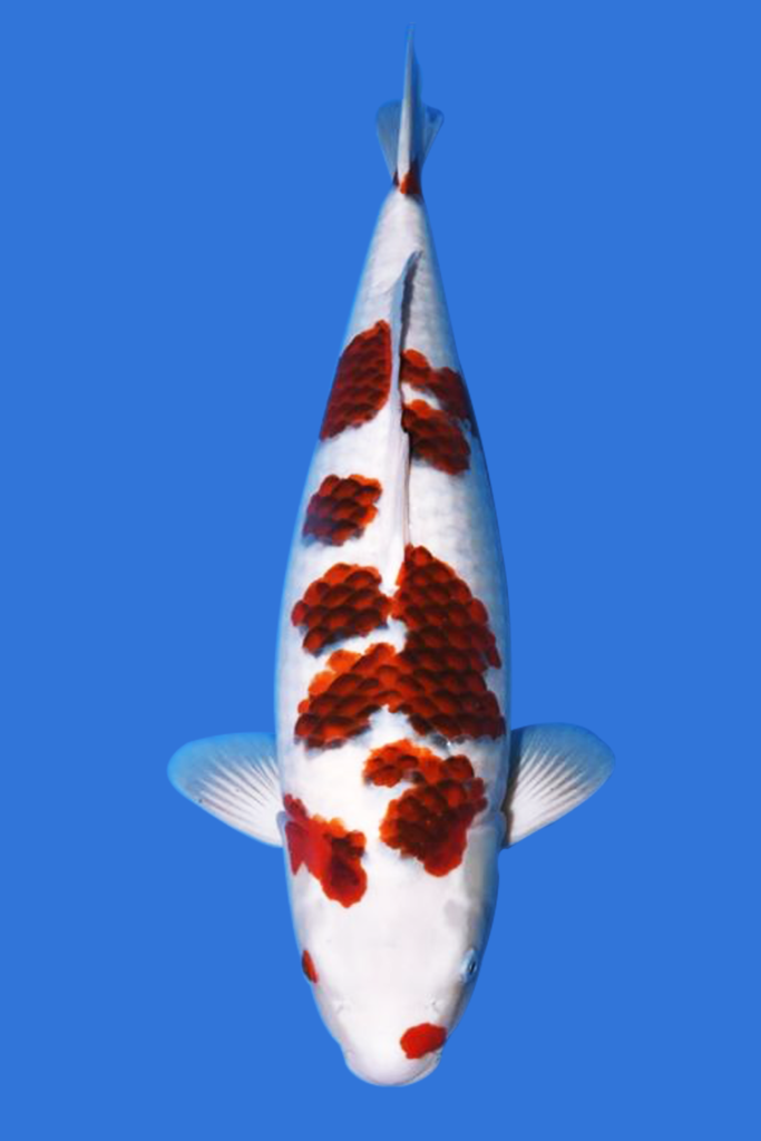 Goromo - Grand Koi, LLC