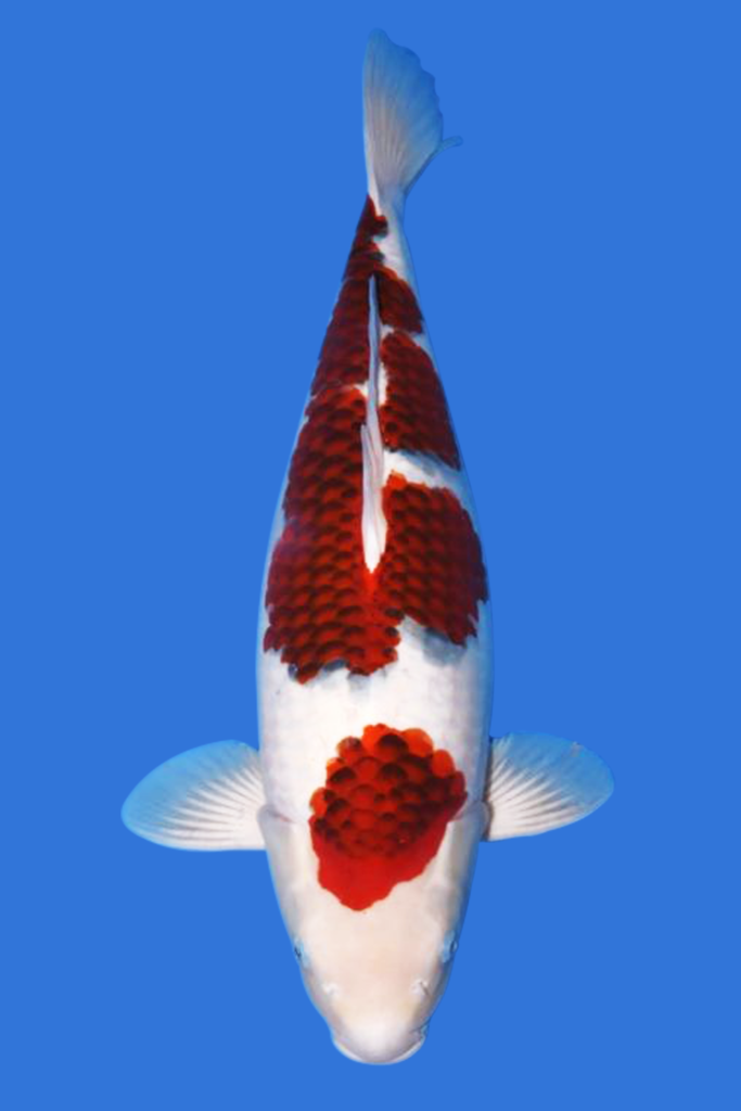 Goromo Archives - Grand Koi, LLC