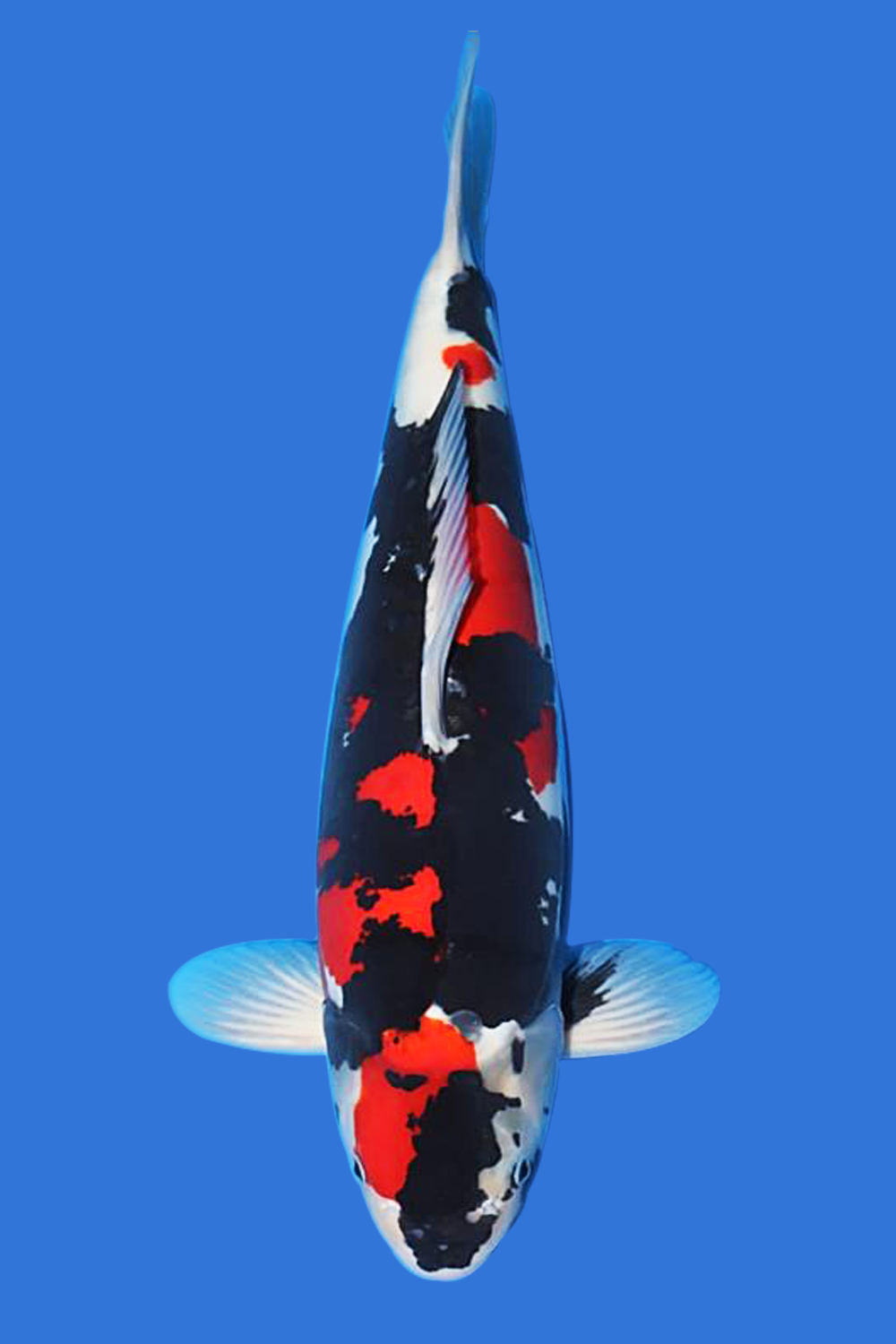 Doitsu Showa - Grand Koi, LLC