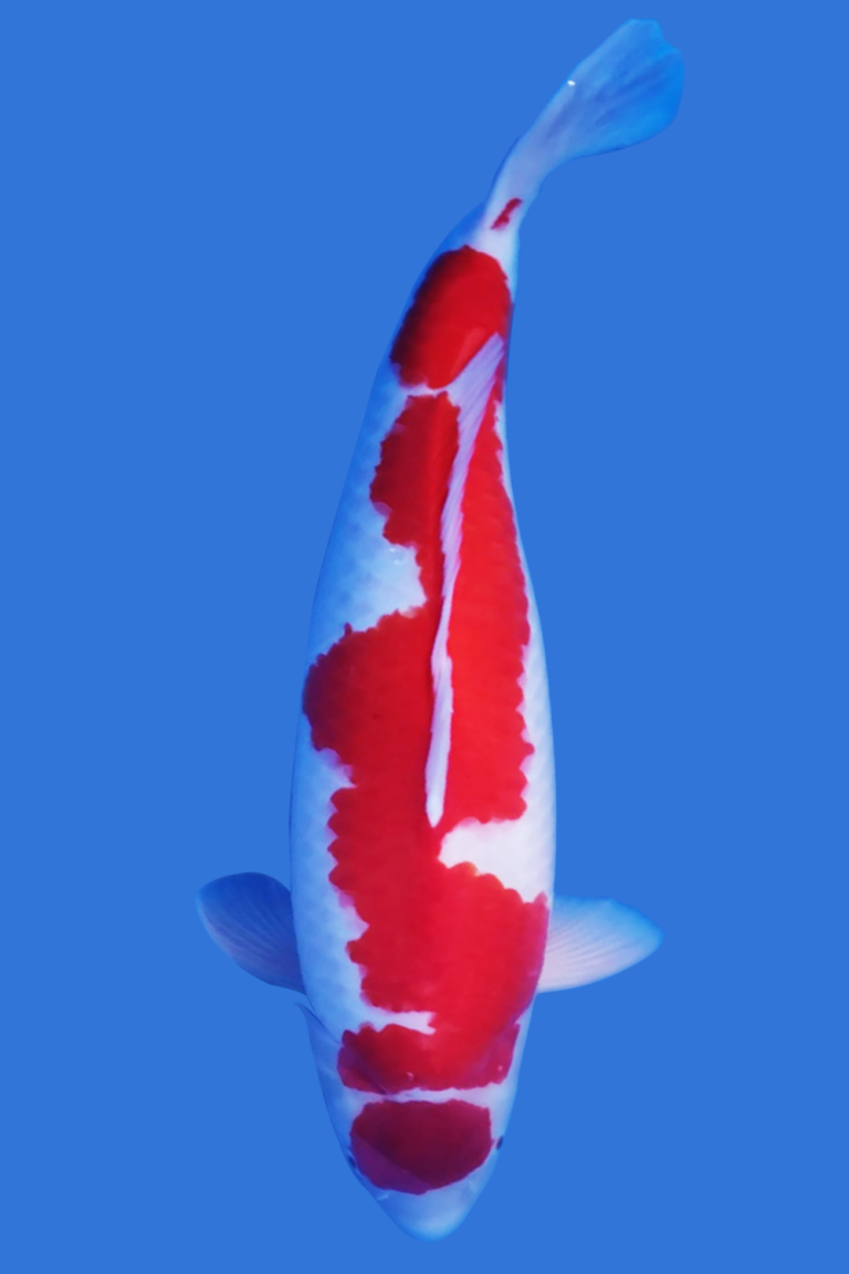 Maruten Kohaku - Grand Koi, LLC
