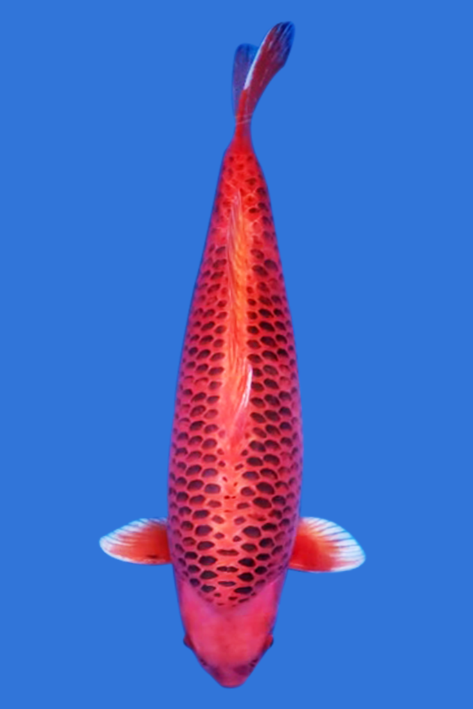 AKA Matsuba - Grand Koi, LLC