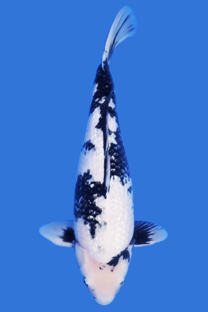 Shiro Utsuri - Grand Koi, LLC