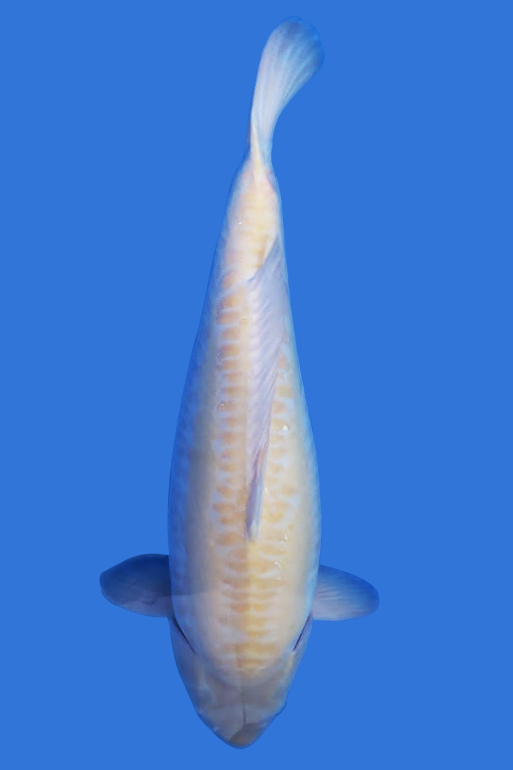 Doitsu Kigoi - Grand Koi, LLC