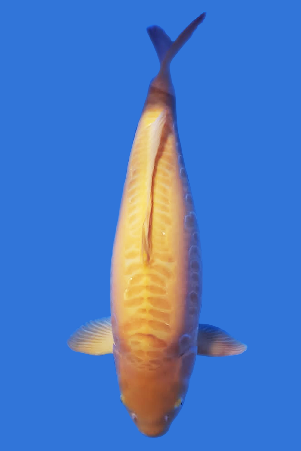 Kigoi Archives - Grand Koi, LLC