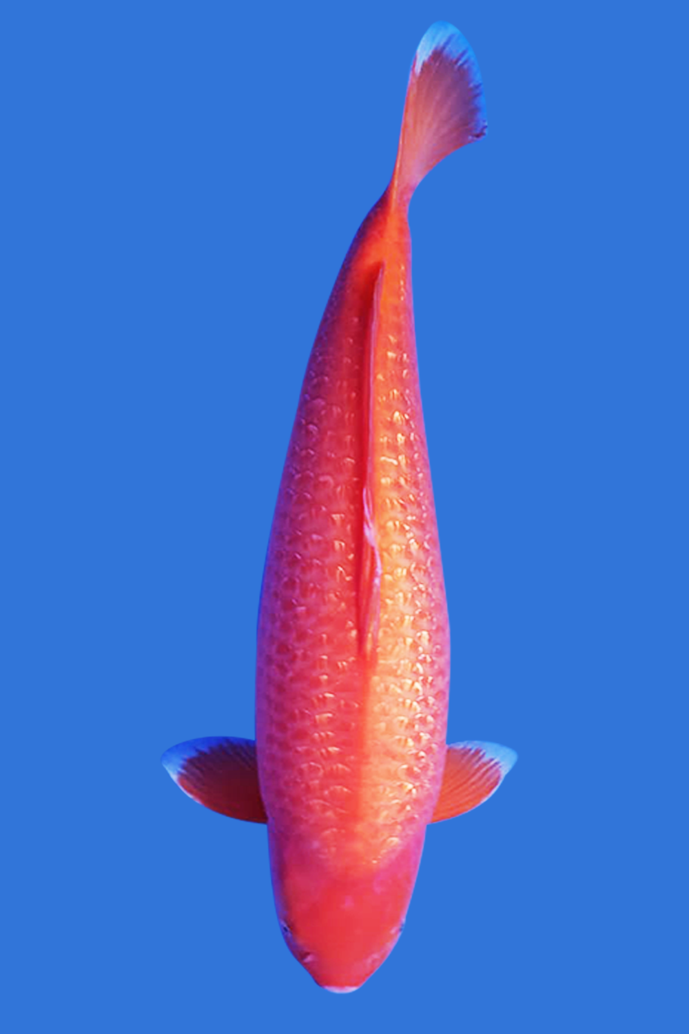 Gin Rin Benigoi- SOLD - Grand Koi, LLC