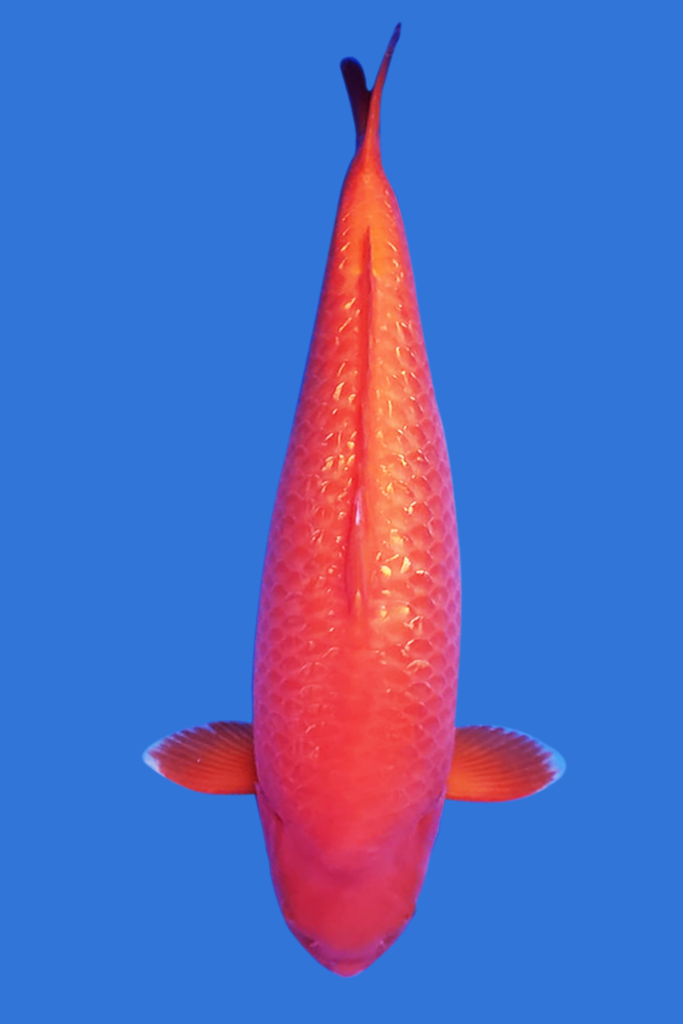 Gin Rin Benigoi - Grand Koi, LLC