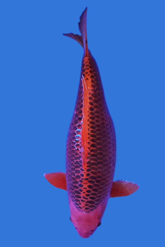 Matsuba Archives - Grand Koi, LLC