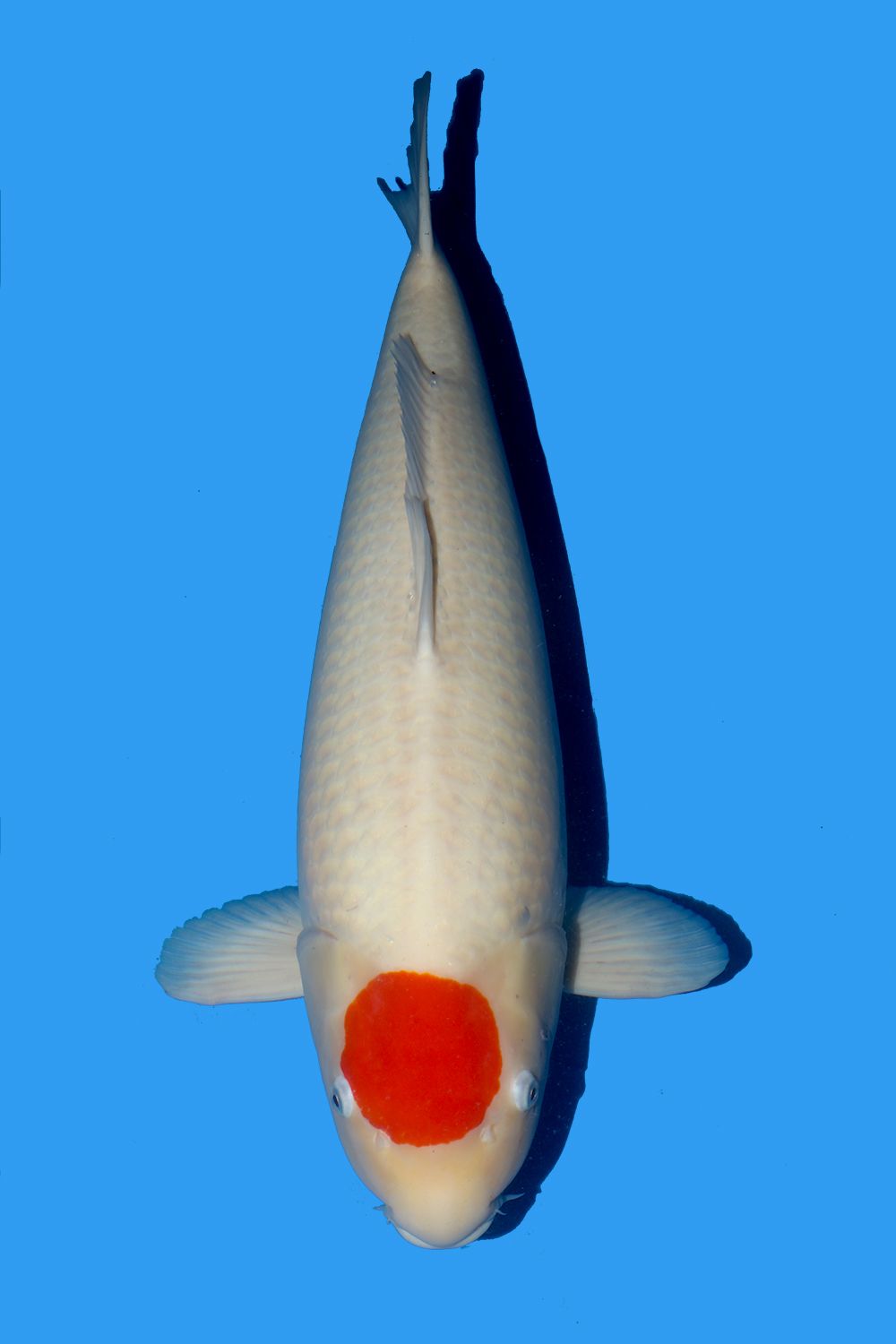 Tancho Kohaku - Grand Koi, LLC