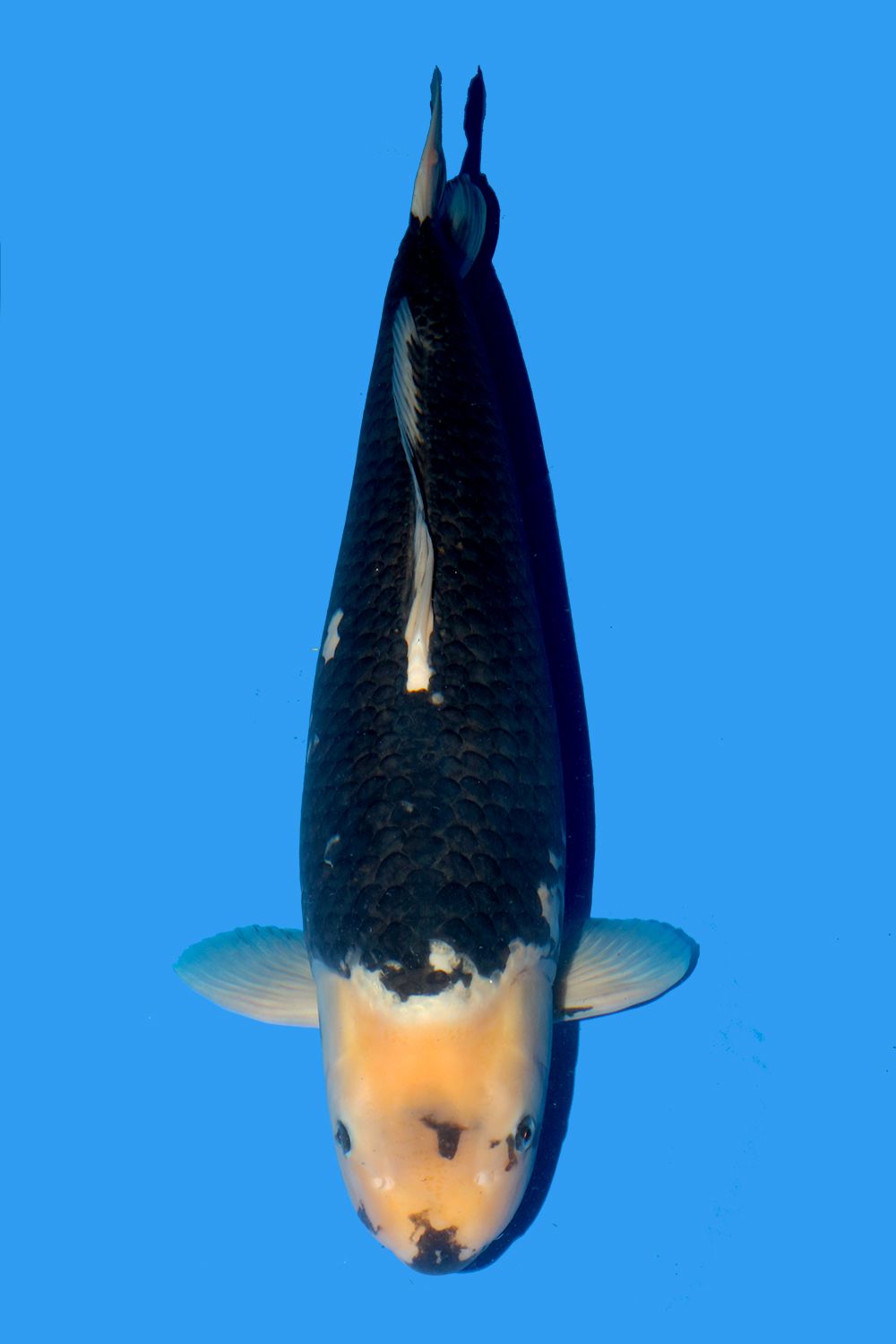 Kumonryu- QT1 - Grand Koi, LLC