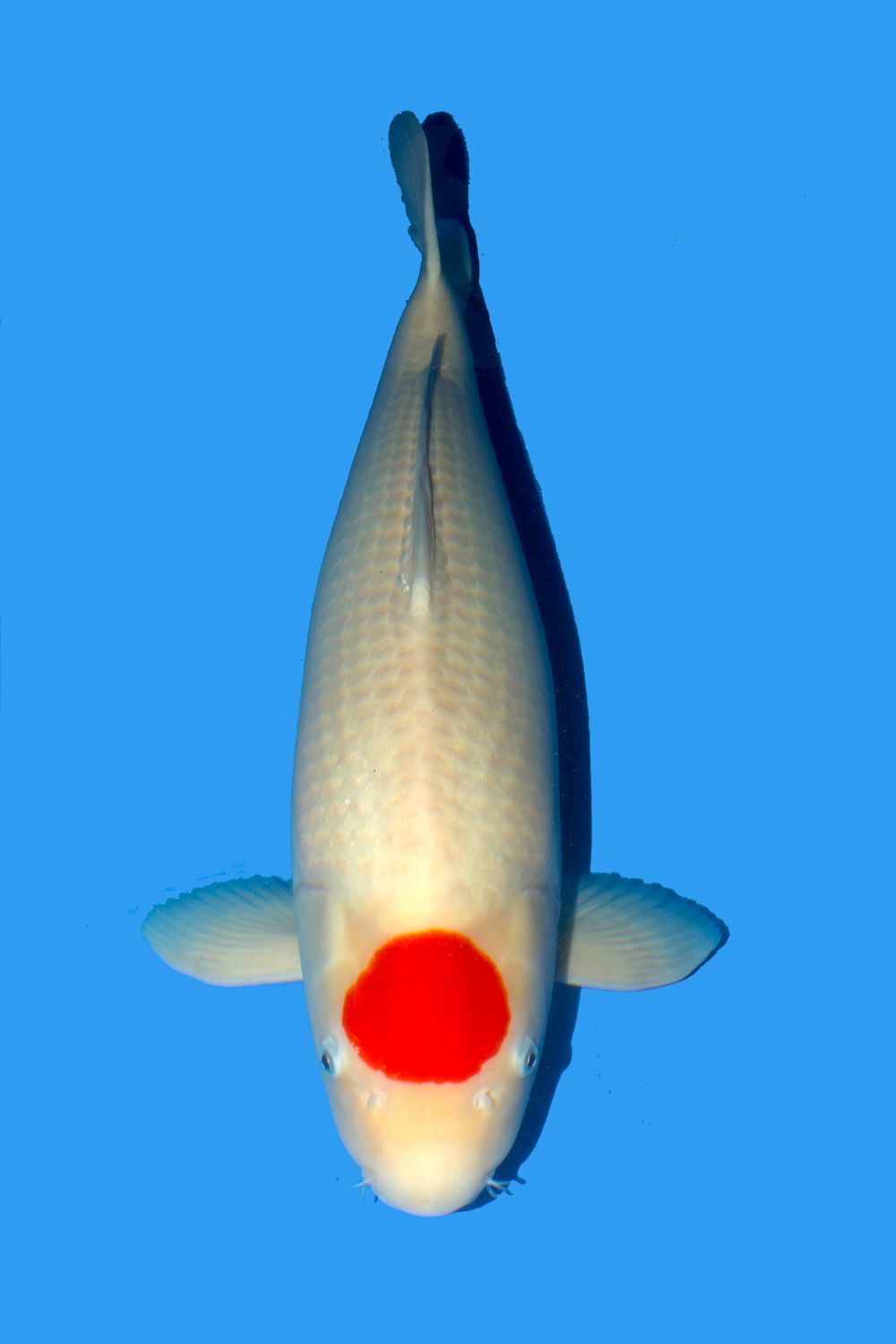 Tancho Kohaku Archives - Grand Koi, LLC