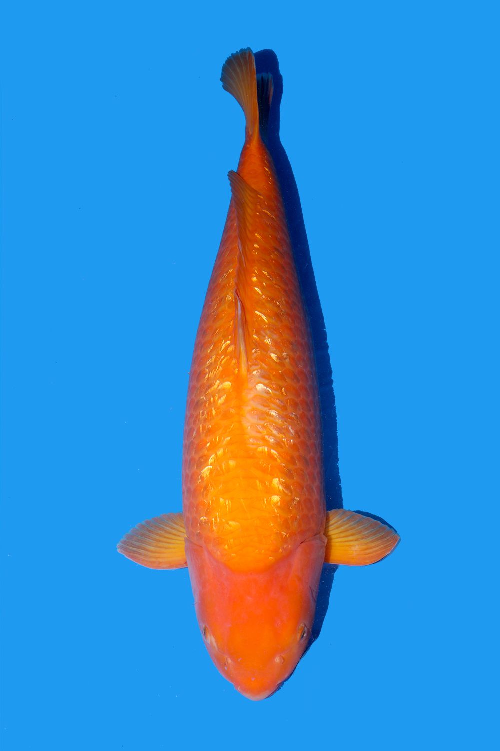 Gin Rin Benigoi- SOLD - Grand Koi, LLC