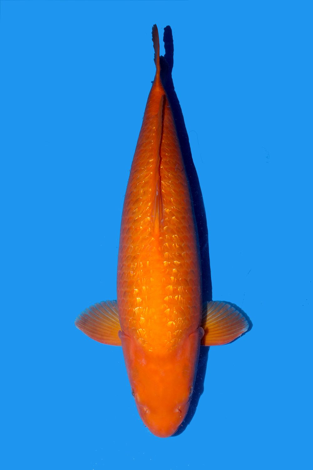 Benigoi Archives - Grand Koi, LLC