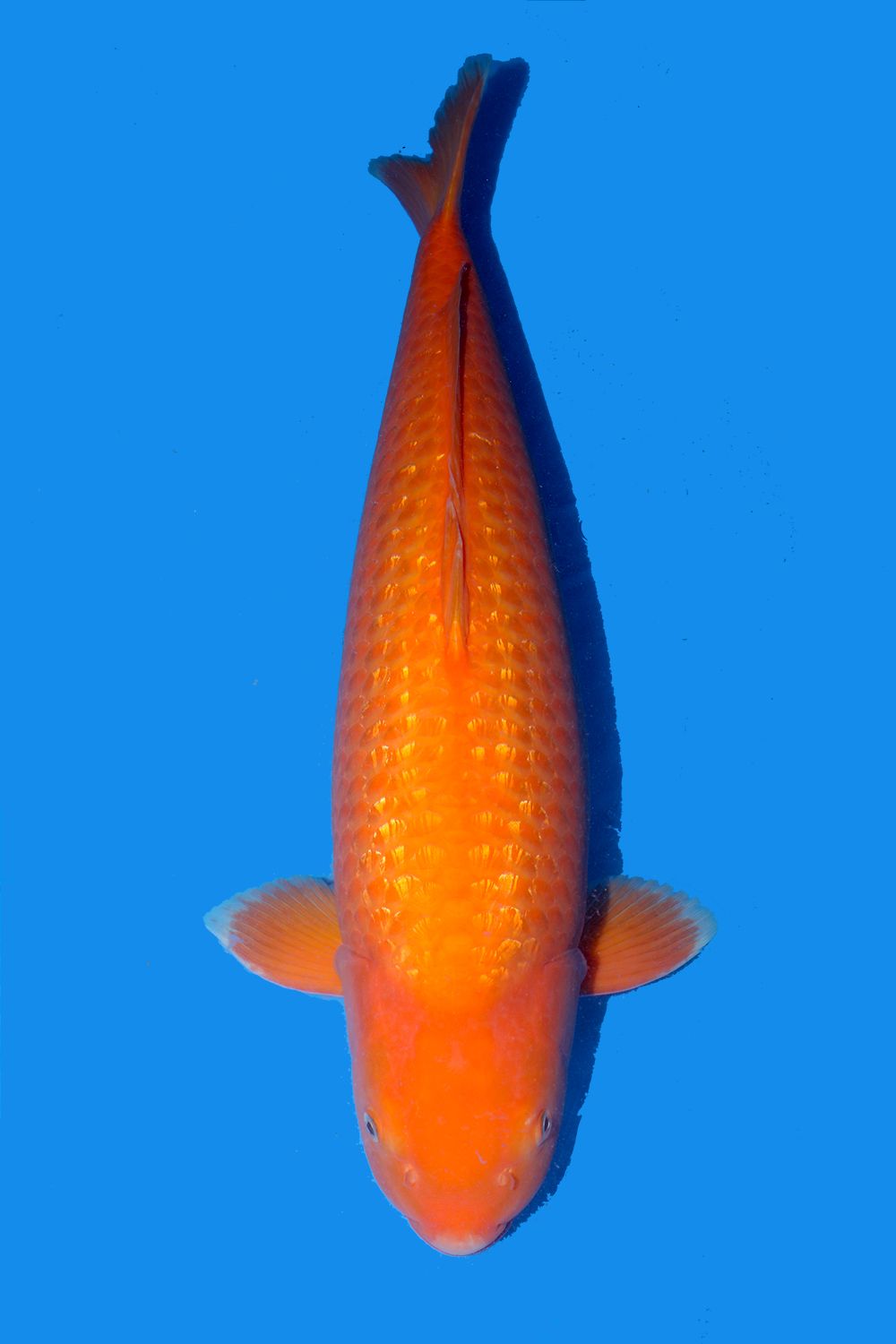 Gin Rin Benigoi - Grand Koi, LLC