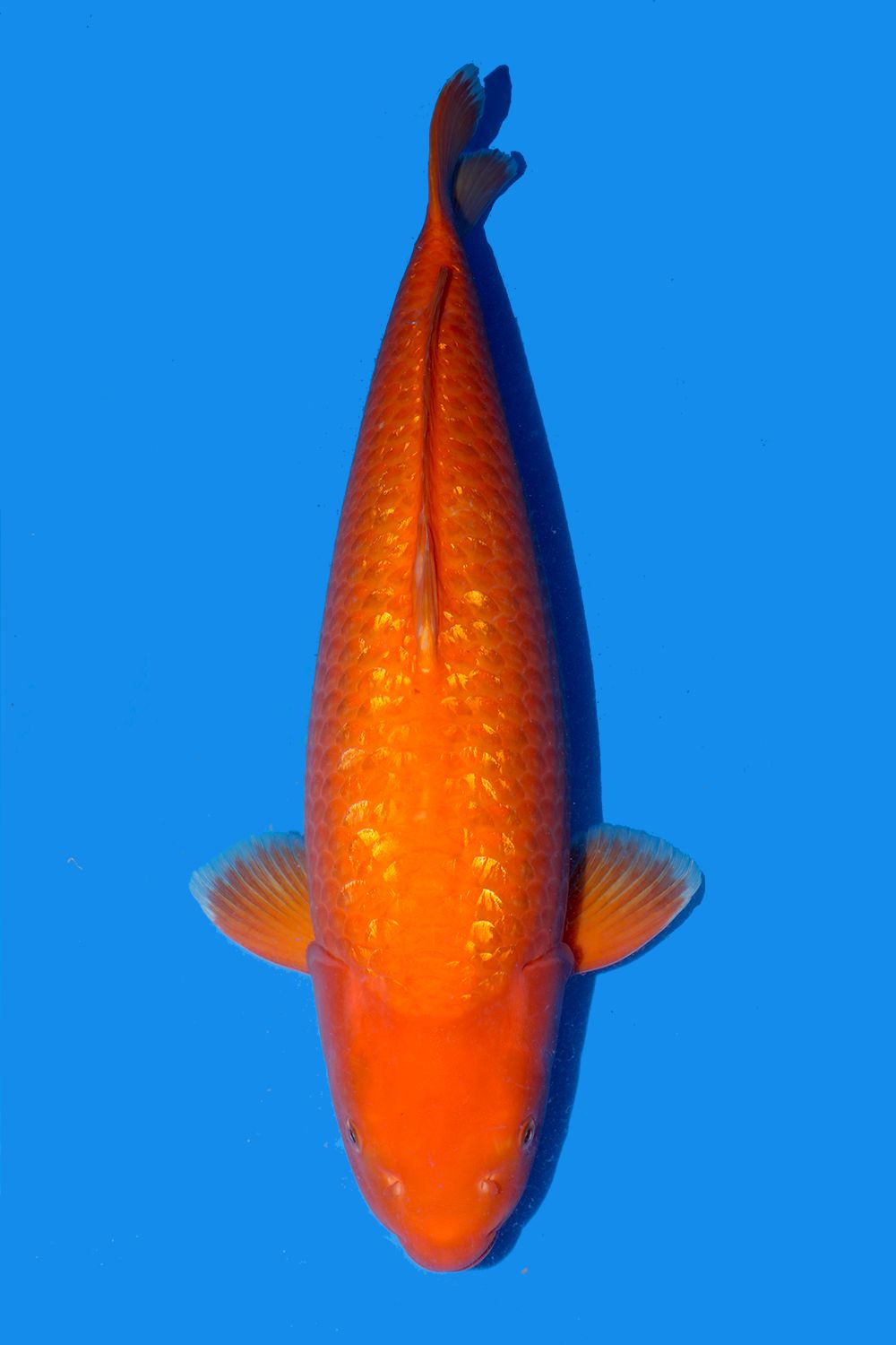 Gin Rin Benigoi - Grand Koi, LLC