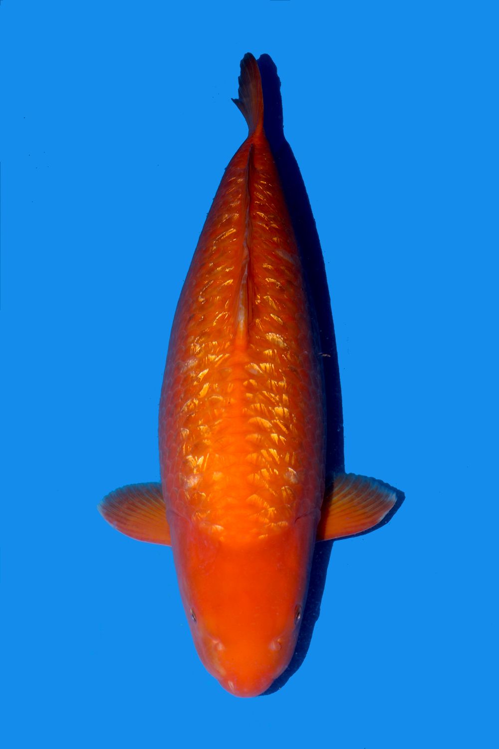 Benigoi Archives - Grand Koi, LLC