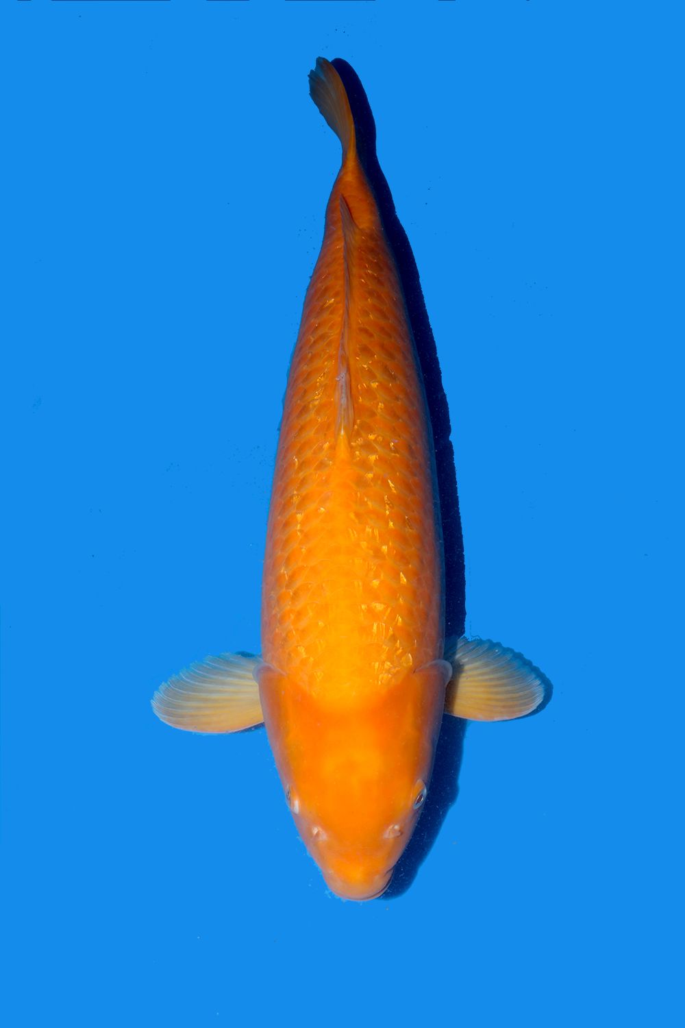 Gin Rin Benigoi- SOLD - Grand Koi, LLC