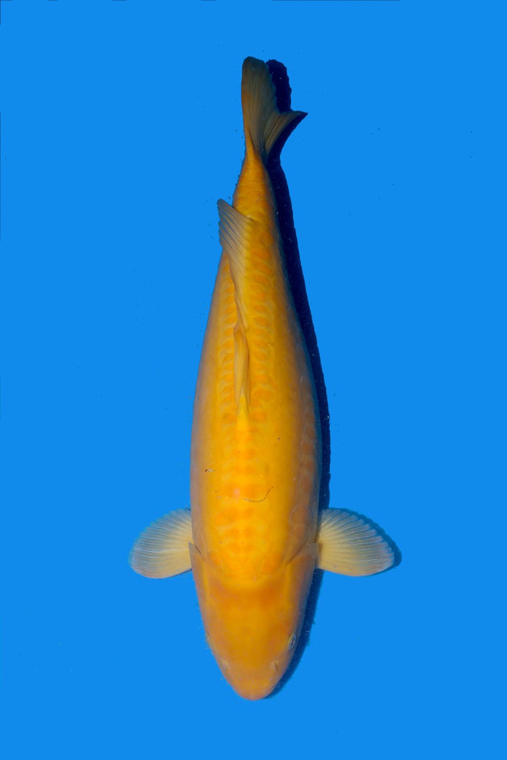 Doitsu Karashigoi - Grand Koi, LLC