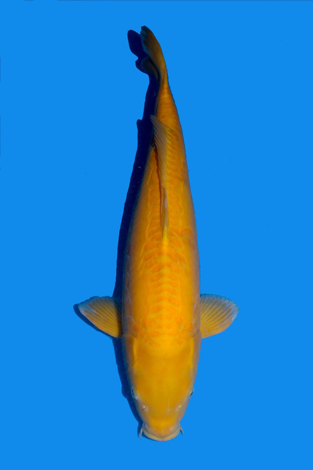 Doitsu Karashigoi - Grand Koi, LLC