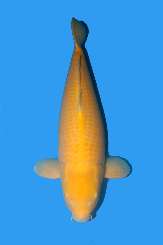 High Quality Karashigoi Koi Fish for Sale and Karashigoi Development