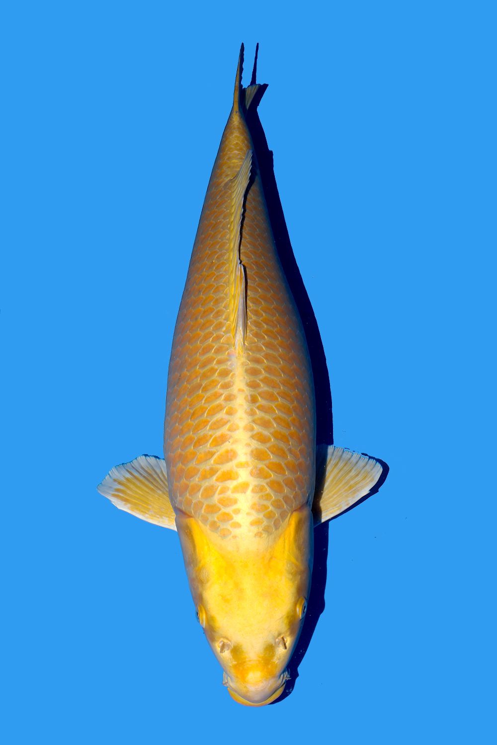 Yamabuki- SOLD - Grand Koi, LLC