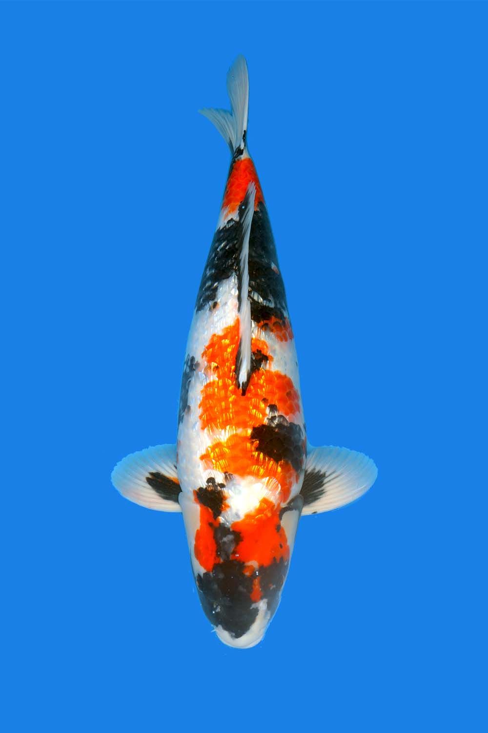 Gin Rin Showa - Grand Koi, LLC