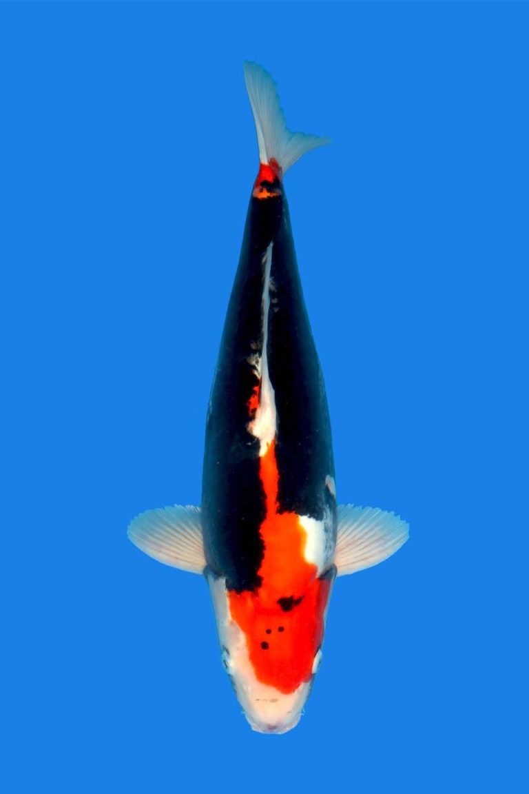 Kumonryu Archives - Grand Koi, LLC