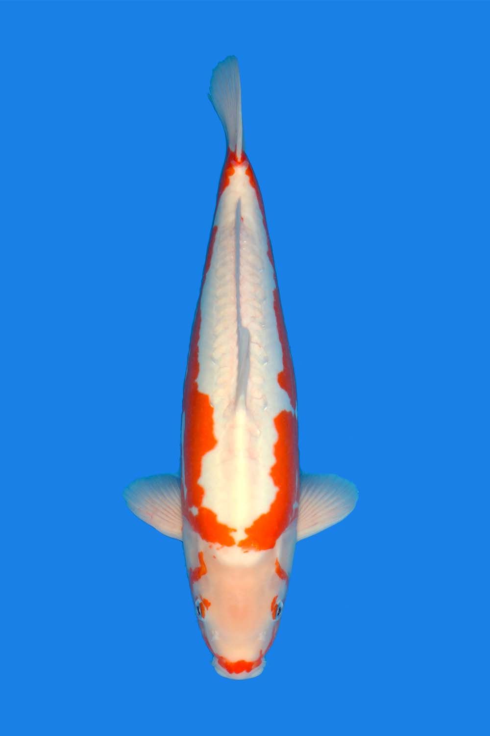 Kawarimono Archives - Grand Koi, LLC