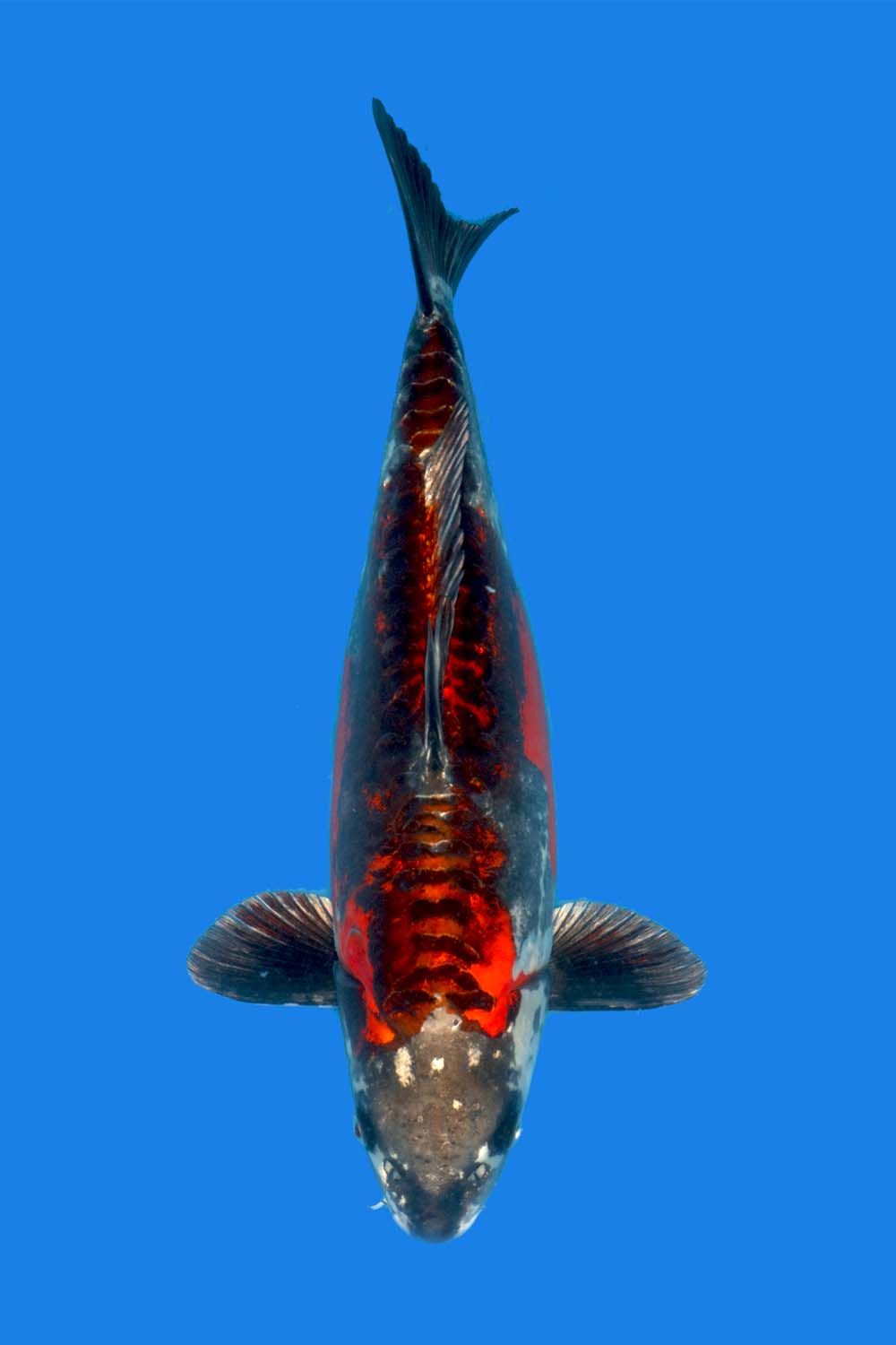 Kikokuryu Archives - Grand Koi, LLC