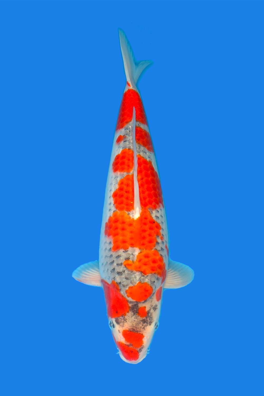 Goshiki - Grand Koi, LLC