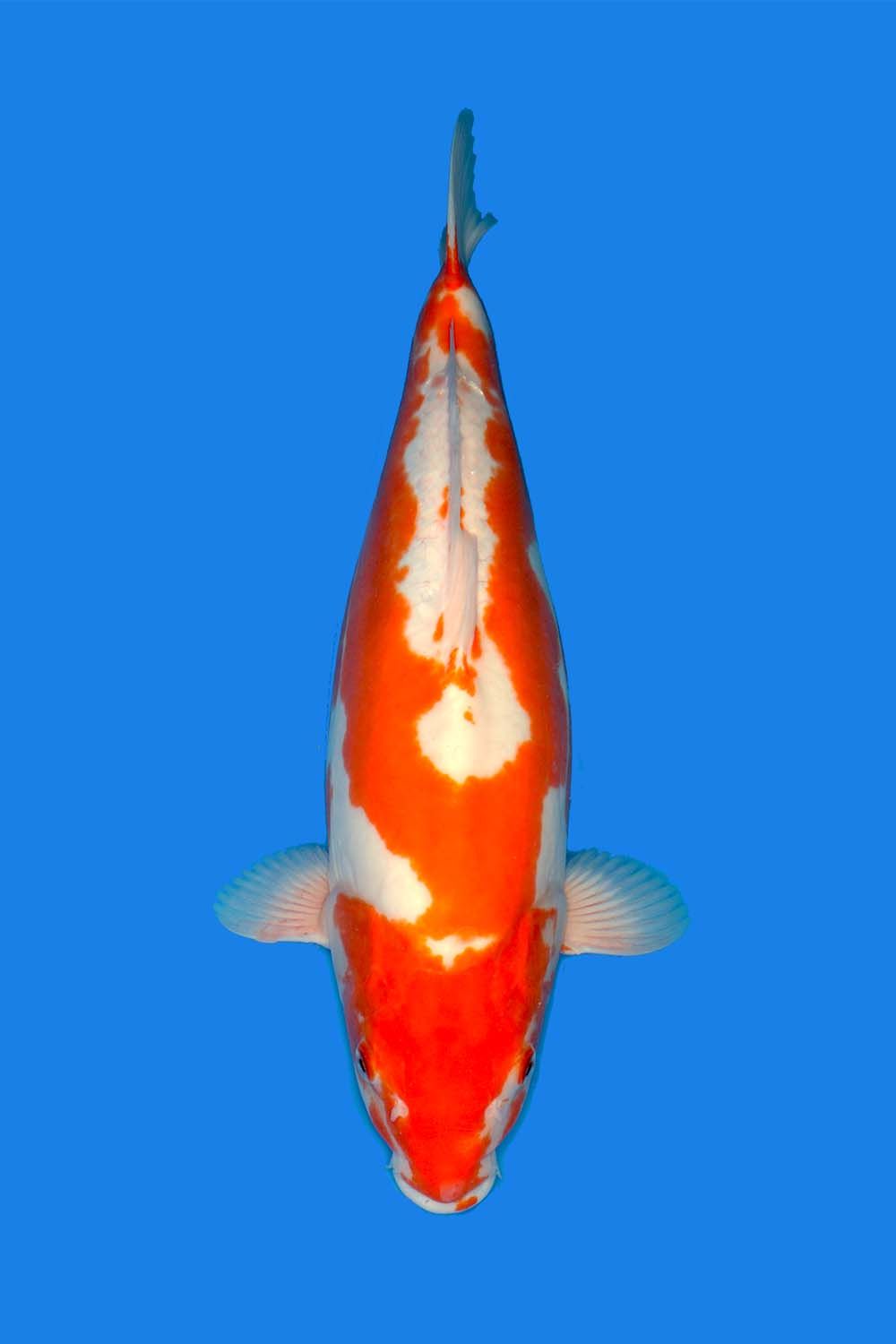 Other Koi Archives - Grand Koi, LLC