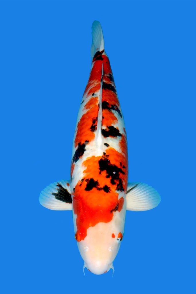 Koi Fish for Sale | Koi for sale in USA | Buy Koi Fish from Grandkoi