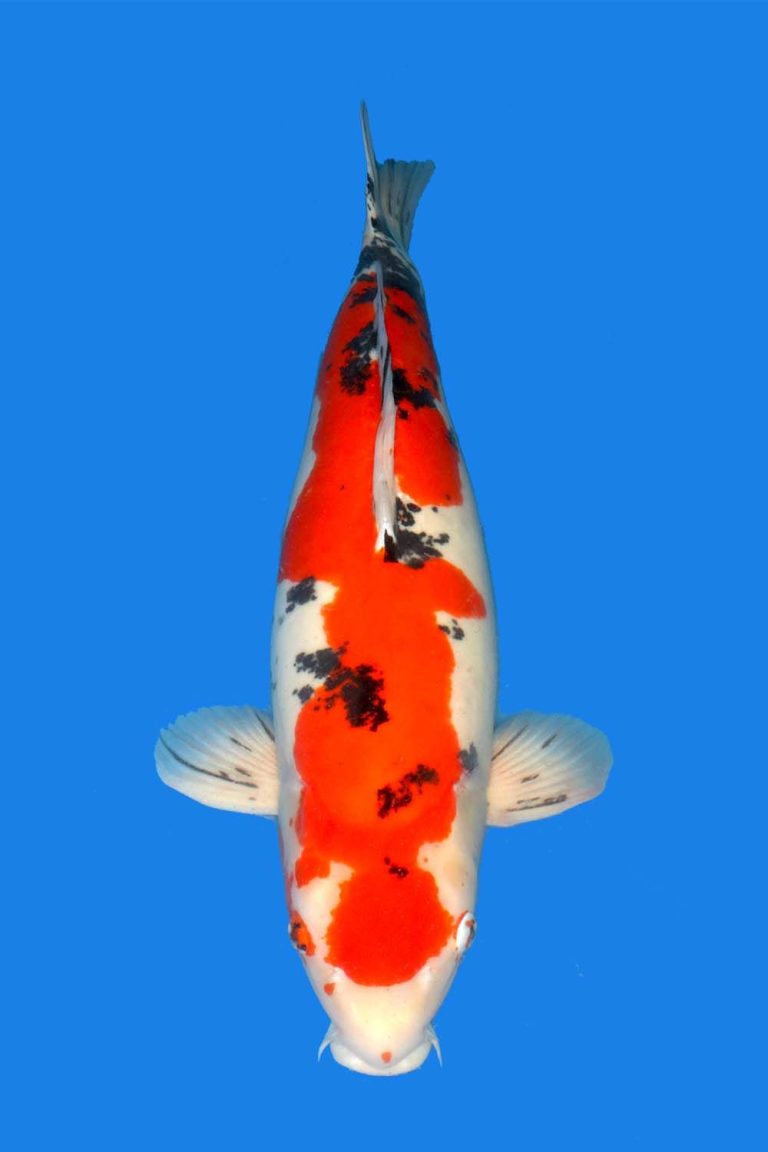Koi Fish for Sale | Koi for sale in USA | Buy Koi Fish from Grandkoi