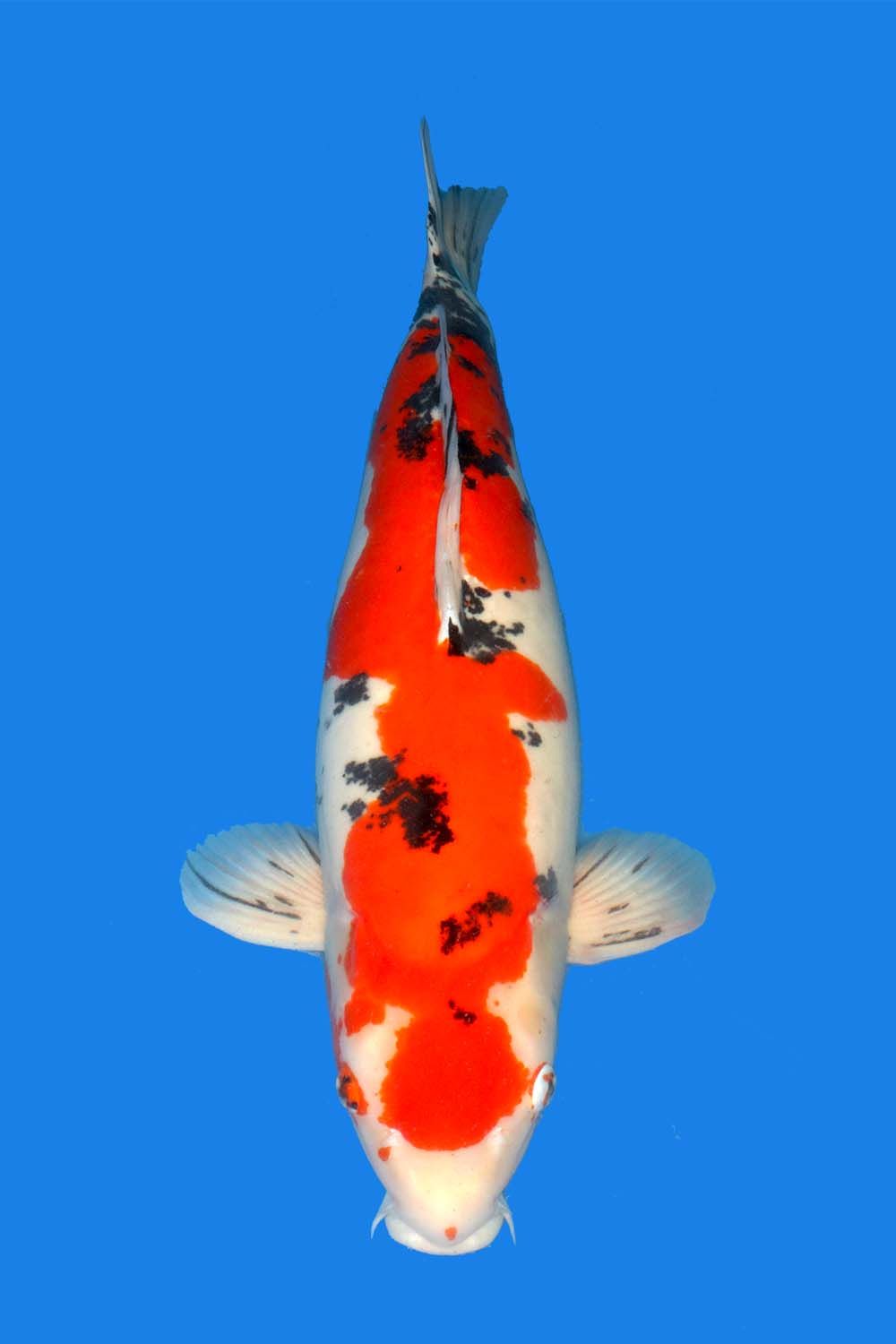 Koi Fish for Sale | Koi for sale in USA | Buy Koi Fish from Grandkoi