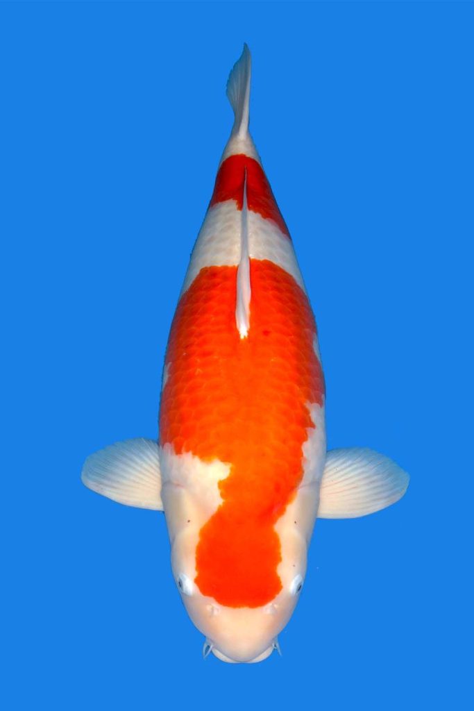 Koi Fish for Sale | Koi for sale in USA | Buy Koi Fish from Grandkoi