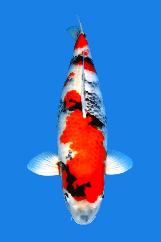 Showa Koi for Sale | Top Showa Koi Fish for Sale in USA