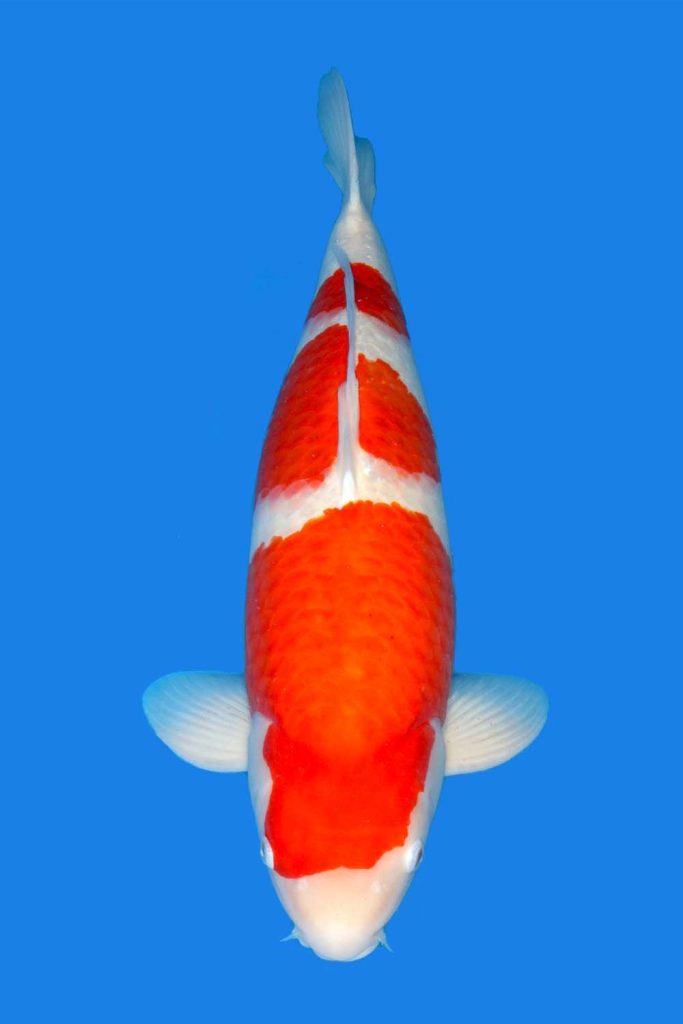 Koi Fish for Sale | Koi for sale in USA | Buy Koi Fish from Grandkoi