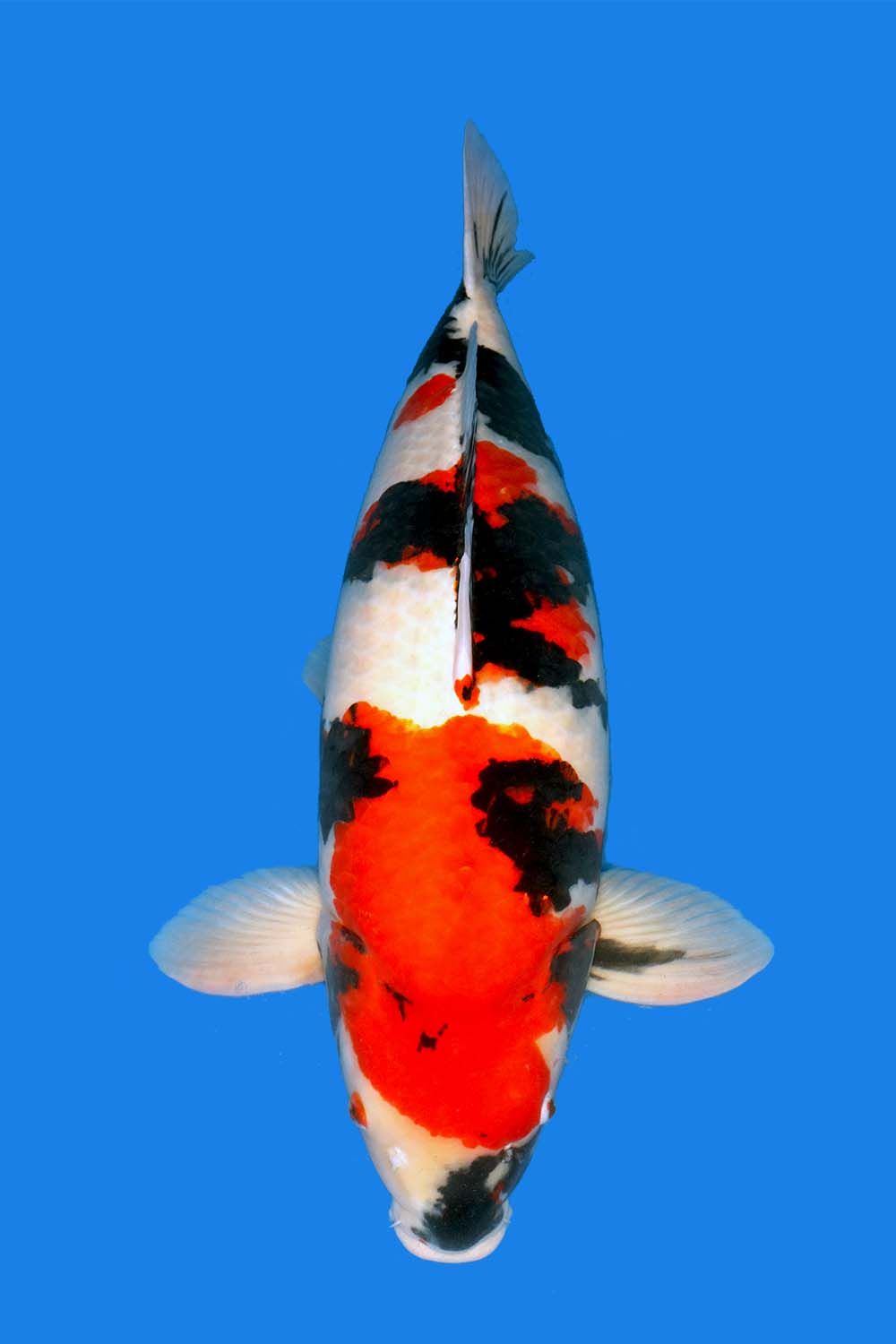 Showa Koi for Sale | Top Showa Koi Fish for Sale in USA